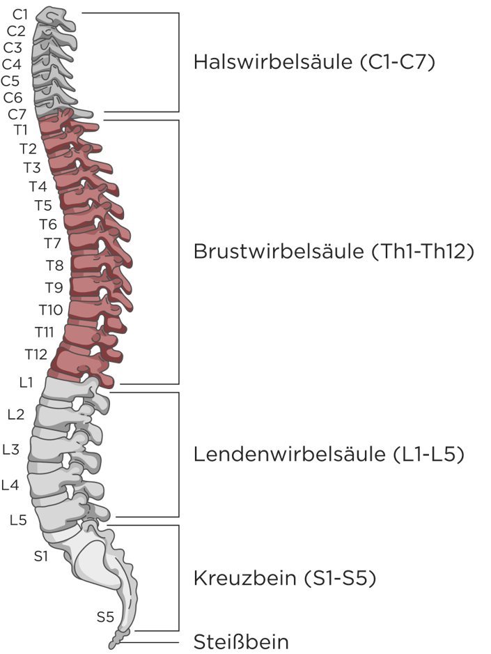 BWS-Syndrom: Symptome, Therapie, Vorbeugung | ThermaCare