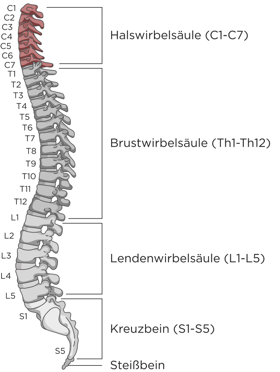 ThermaCare: Bandscheibenvorfall HWS erkennen und behandeln