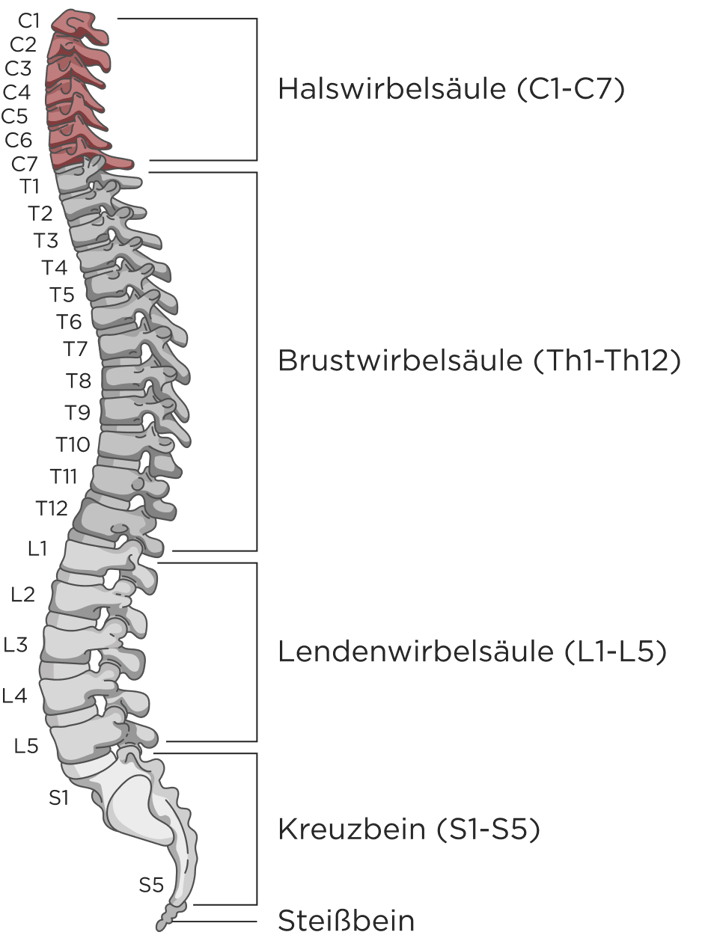 ThermaCare: Bandscheibenvorfall HWS erkennen und behandeln